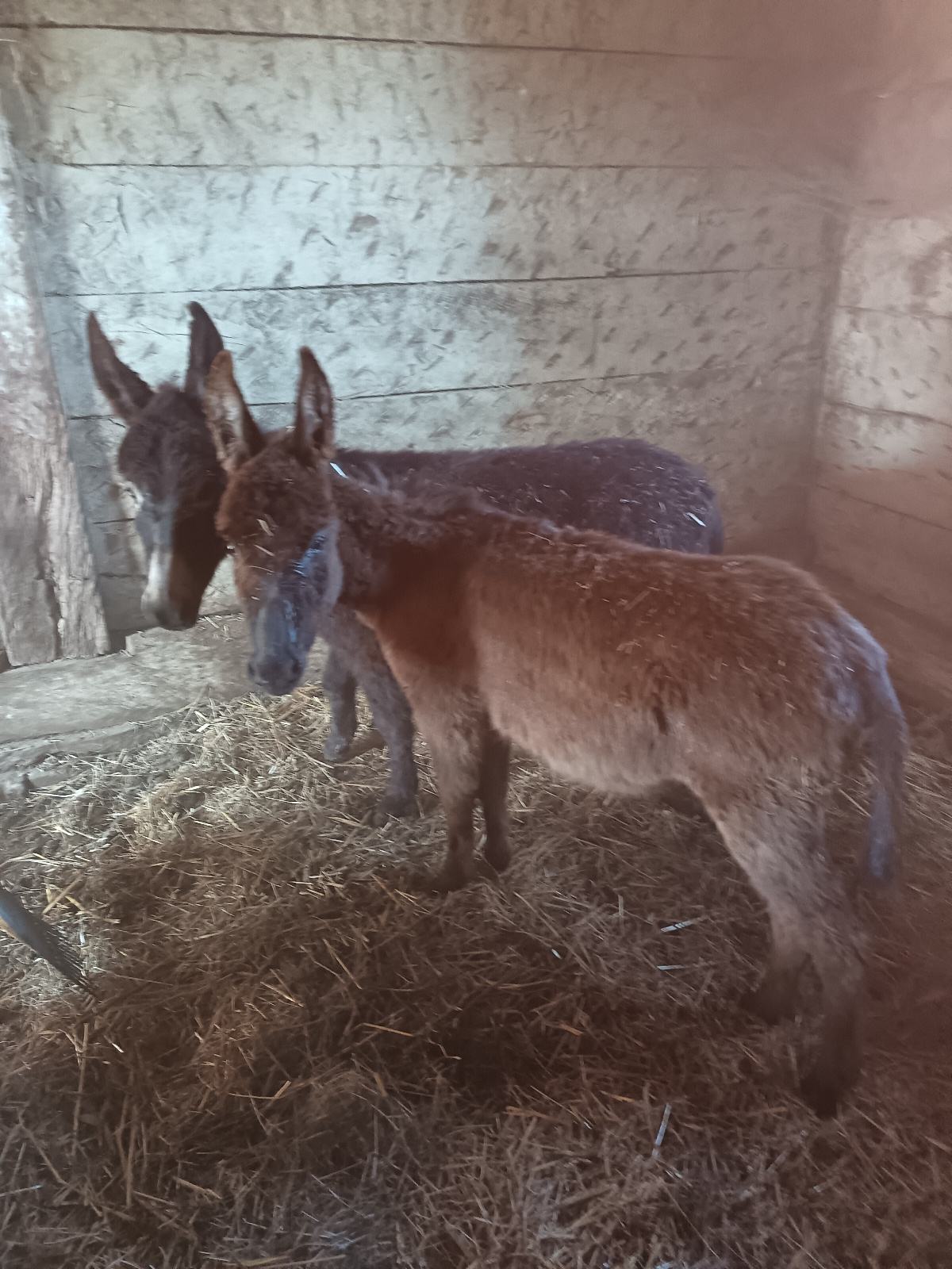 Prodajem mlade magarce