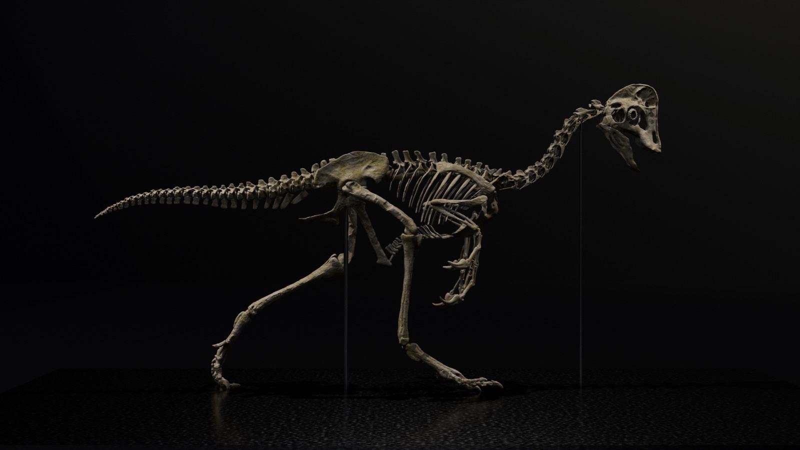 **AKCIJA**Anzu, kostur dinosaura 1/20