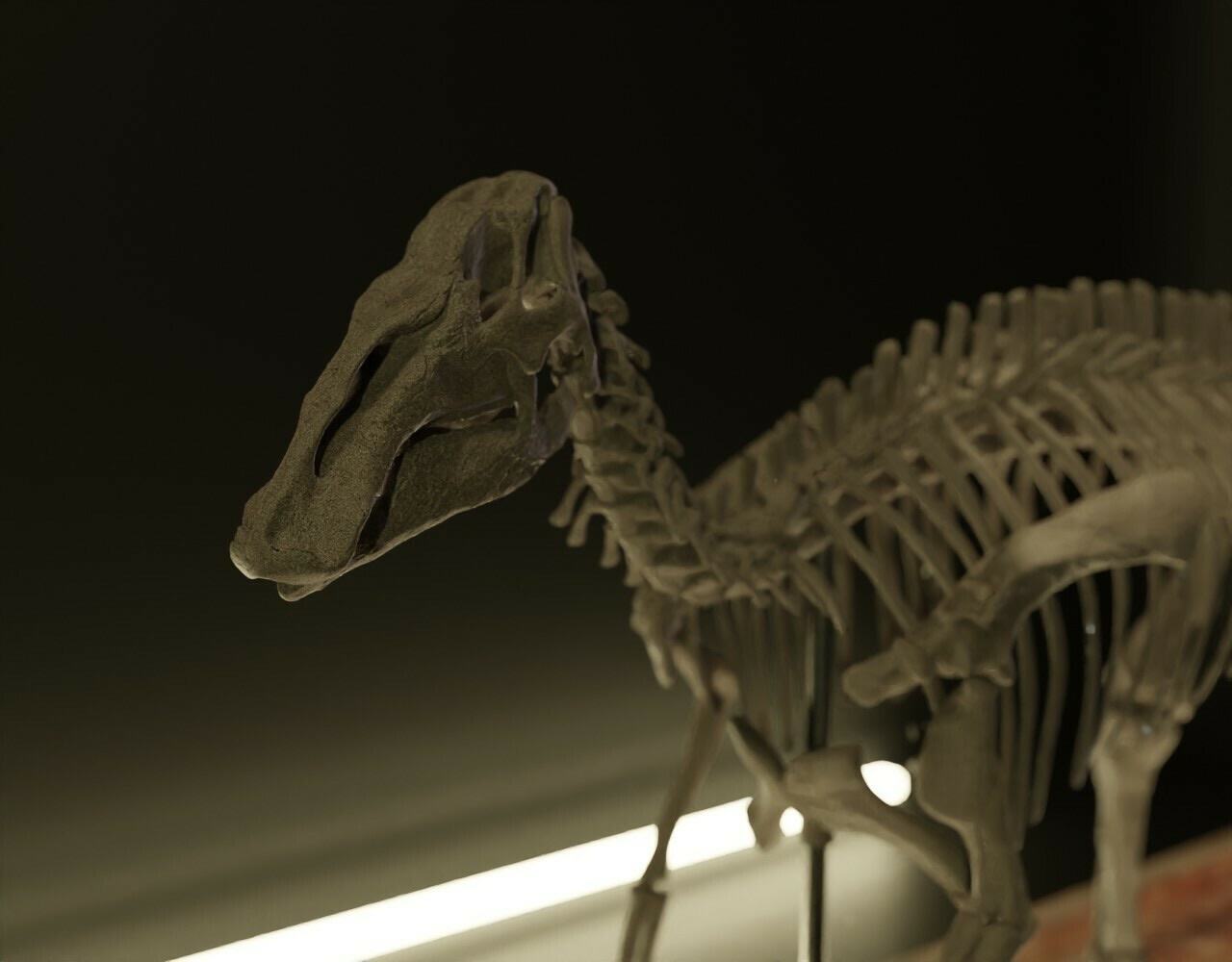 Edmontosaurus, kostur dinosaura 1/20