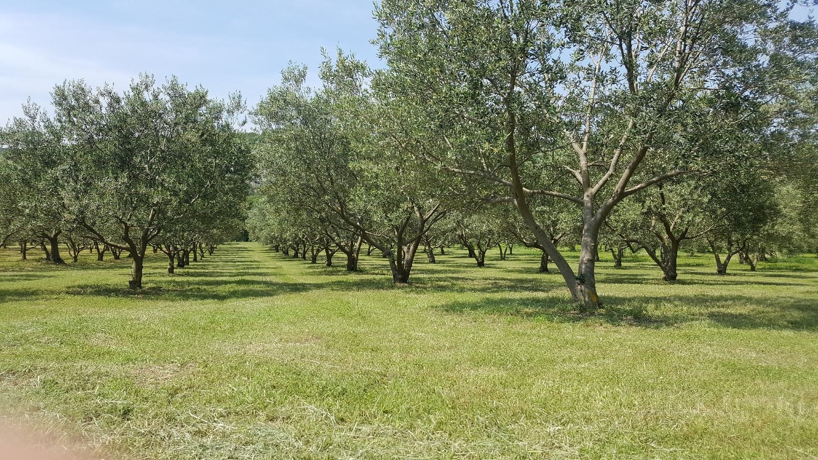 maslinovo ulje i plod masline