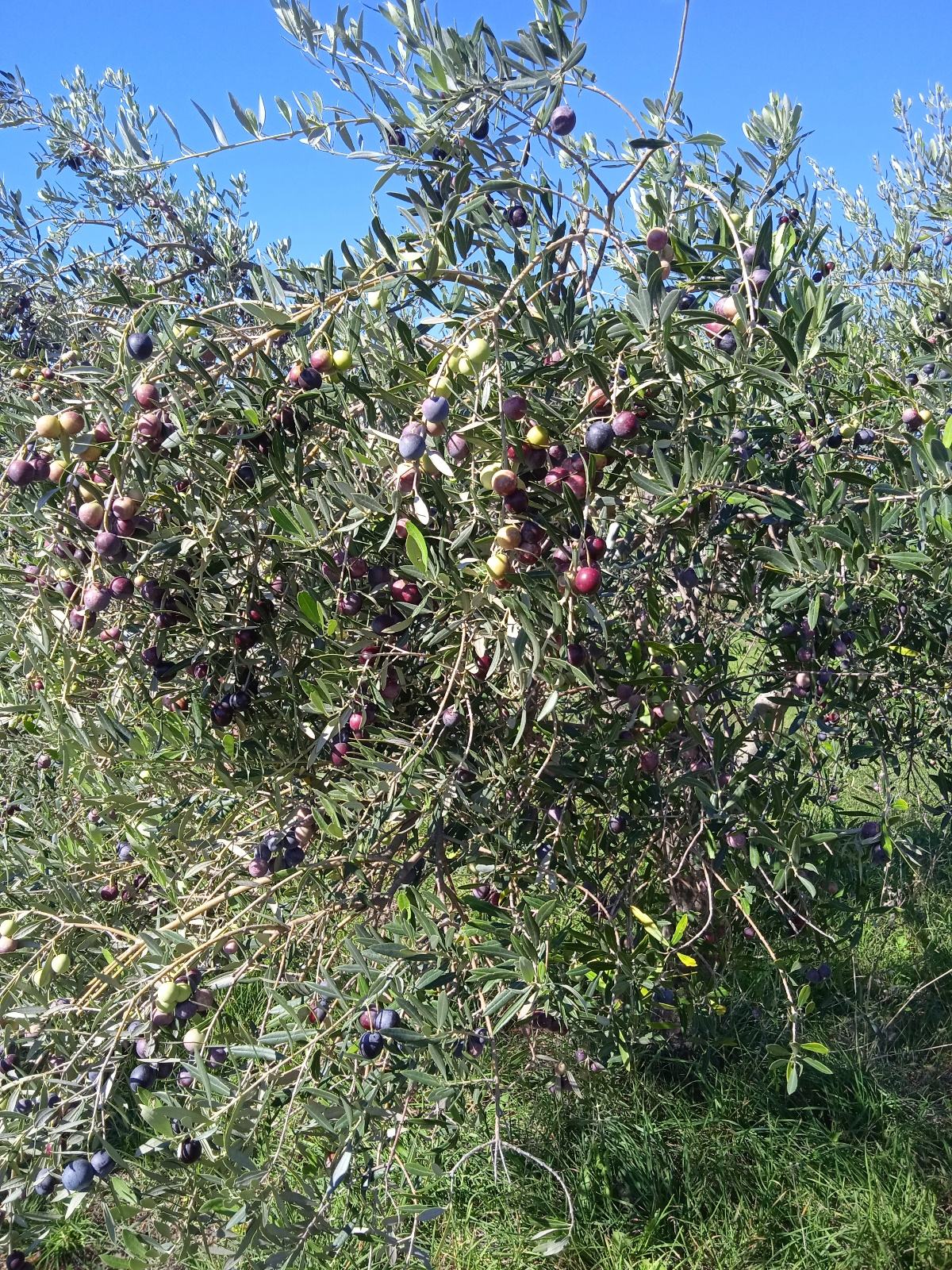 Plod masline Rošinjola