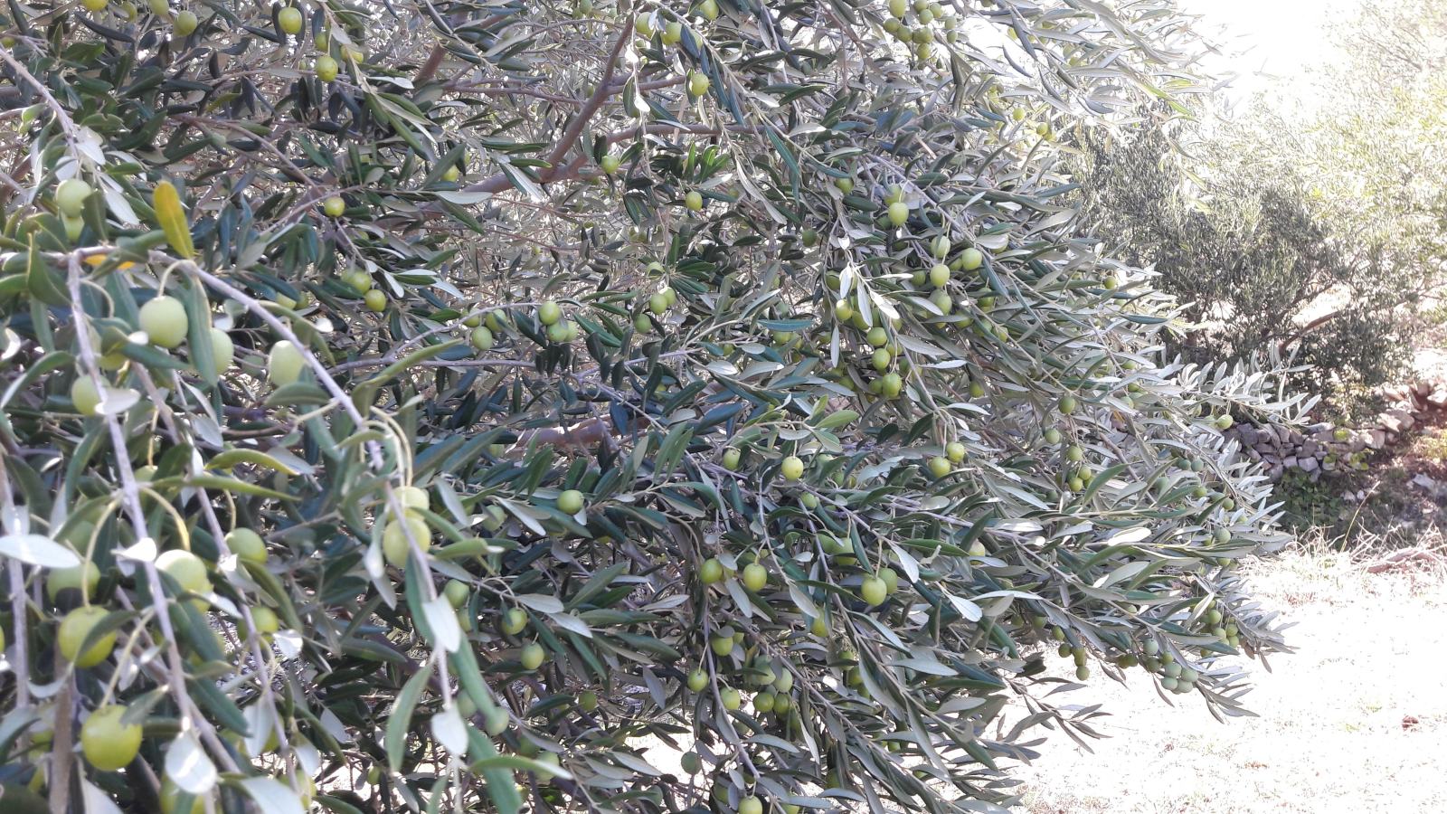 Prodajem plod masline berba 2022