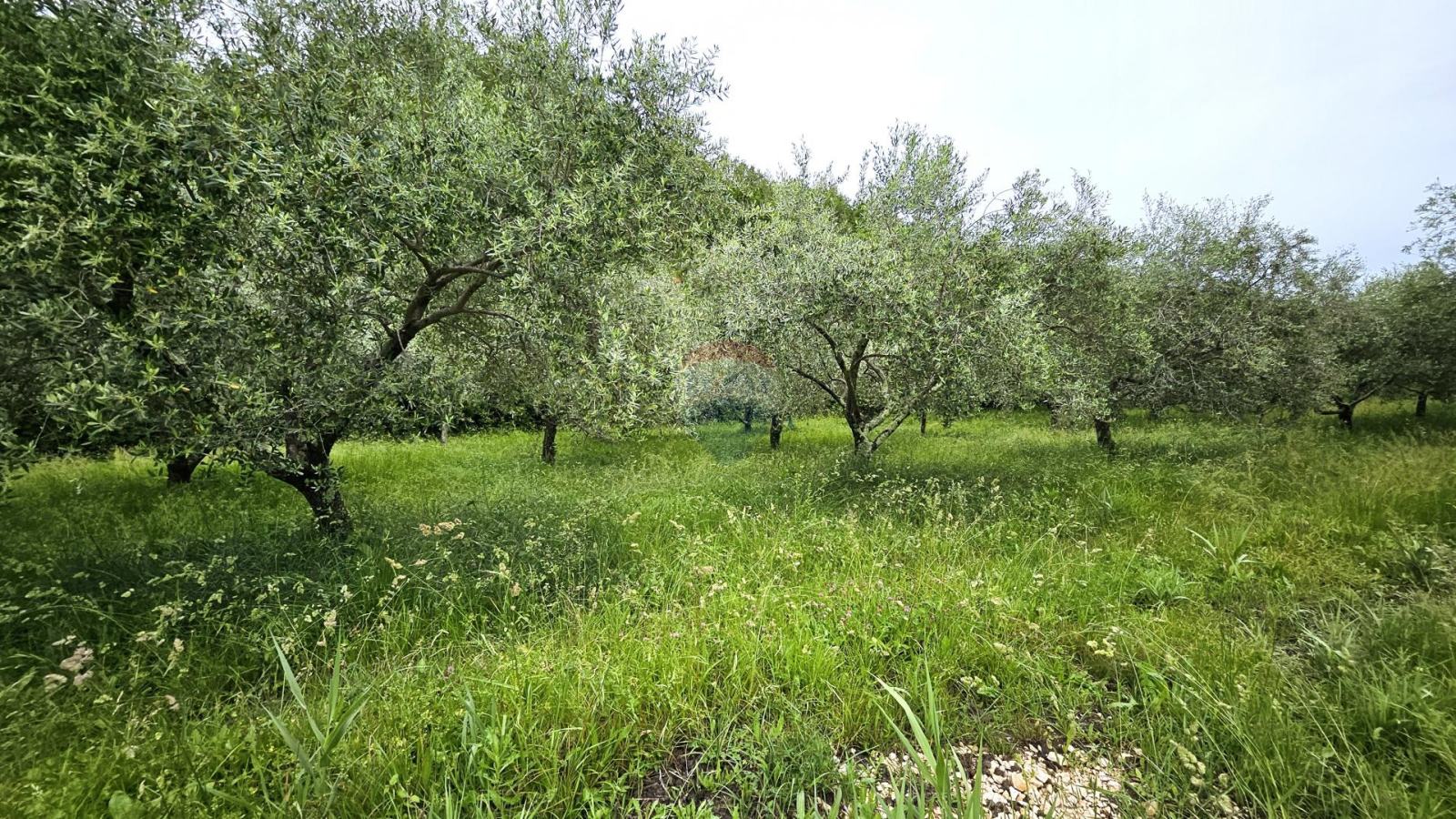 Istra, Grožnjan- maslinik s 50 maslina