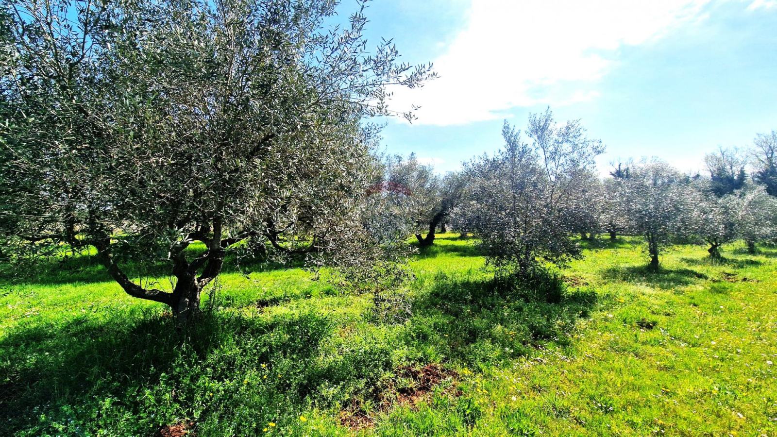 Istra,Lovrečica,Sv.Ivan-Maslinik s 18 maslina