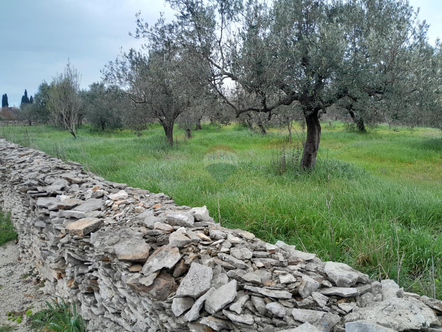 Istra,Vodnjan,maslinik na odličnoj lokaciji