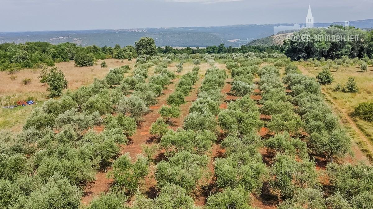 Kaštelir, Maslinik sa približno 350 maslina i kamenim dvorom