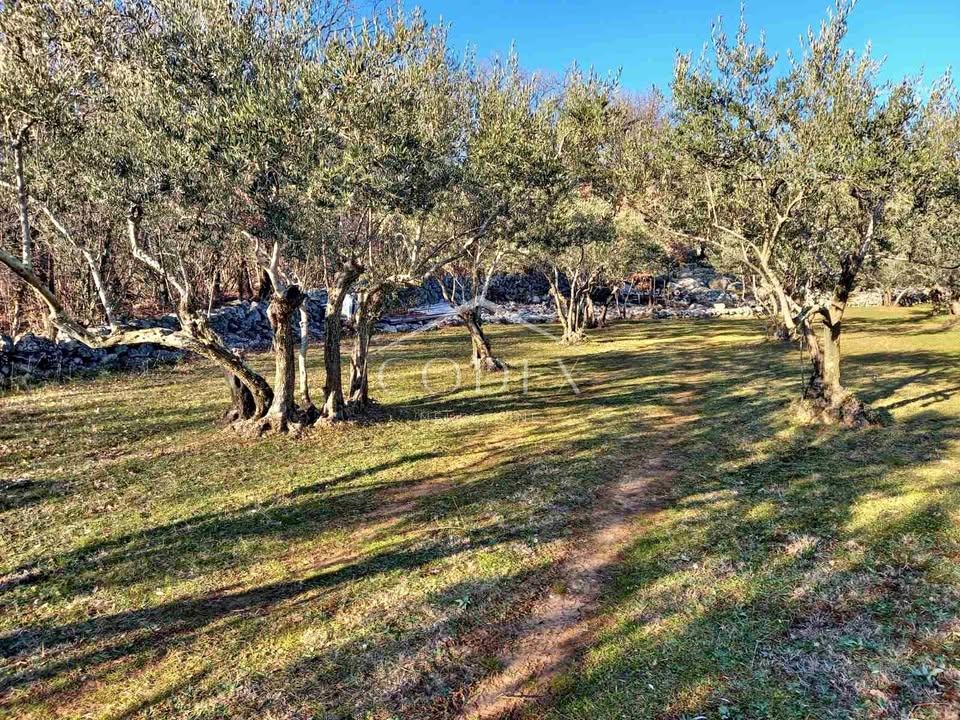 Krk - Maslinik i šuma