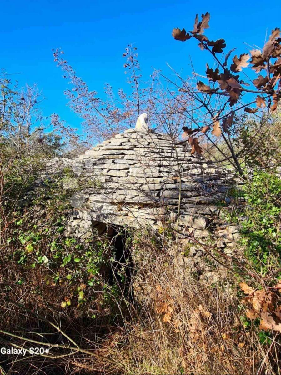 Kultivirani maslinik u Fažani