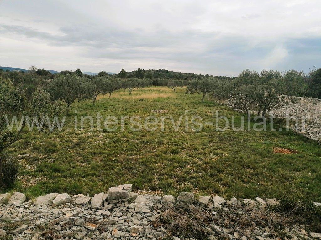 Lijepi maslinik 2.989m2