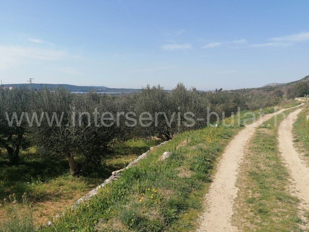 Lijepi maslinik u Donjem Polju