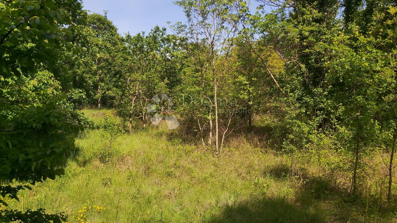 Livada u okolici Labina