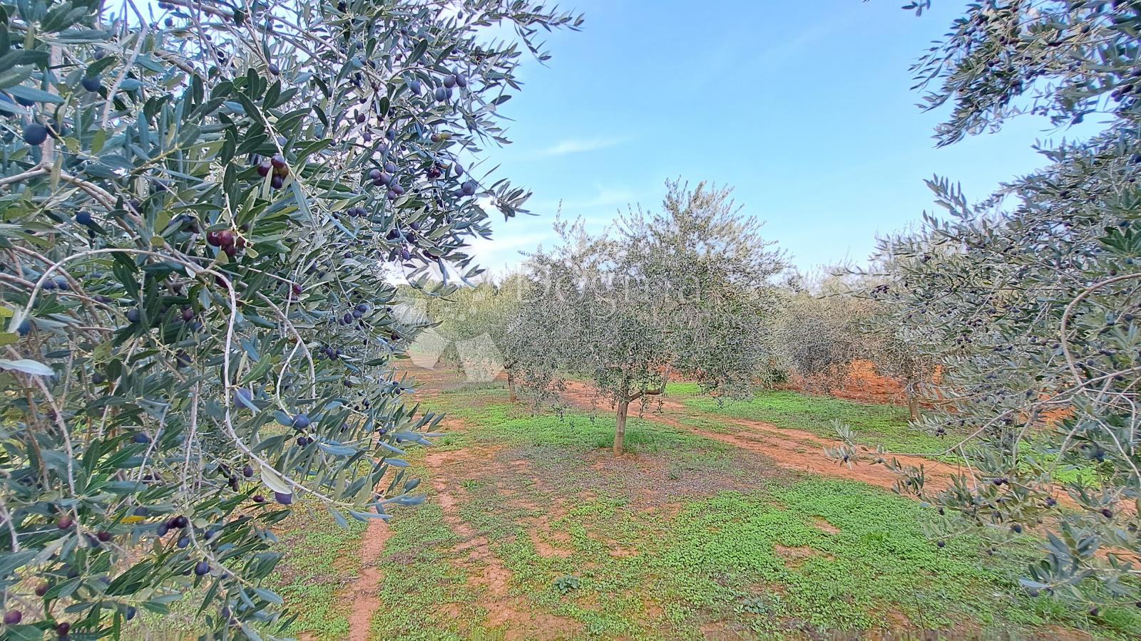 Maslenik na odličnoj lokaciji u Funtani