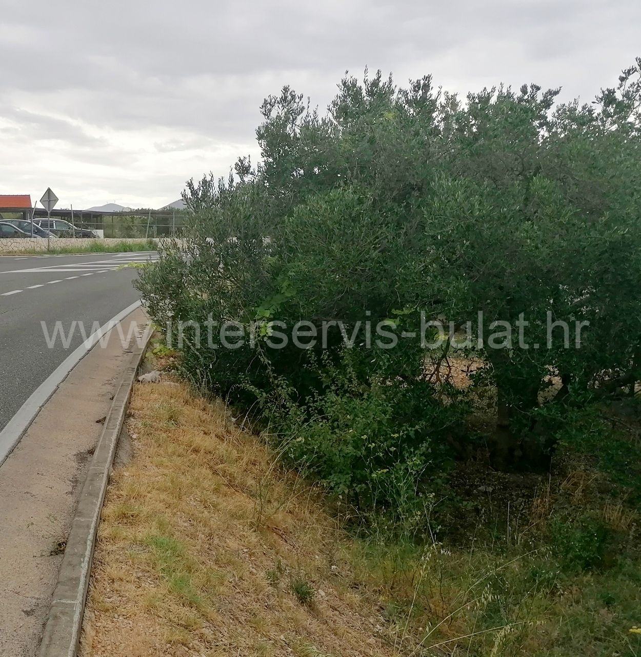 Maslinik 1.129m2 u Donjem Polju