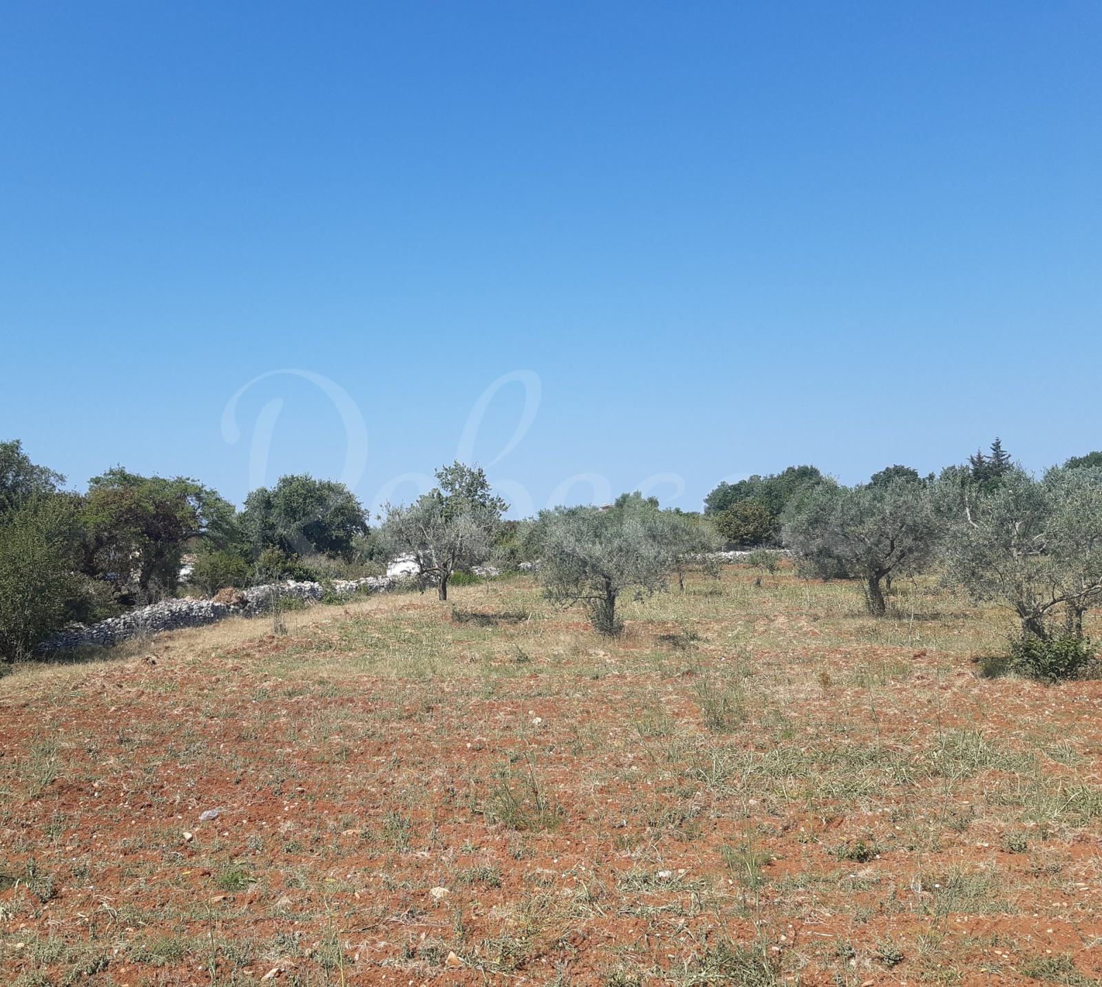 Maslinik, 1162 m2, Peroj