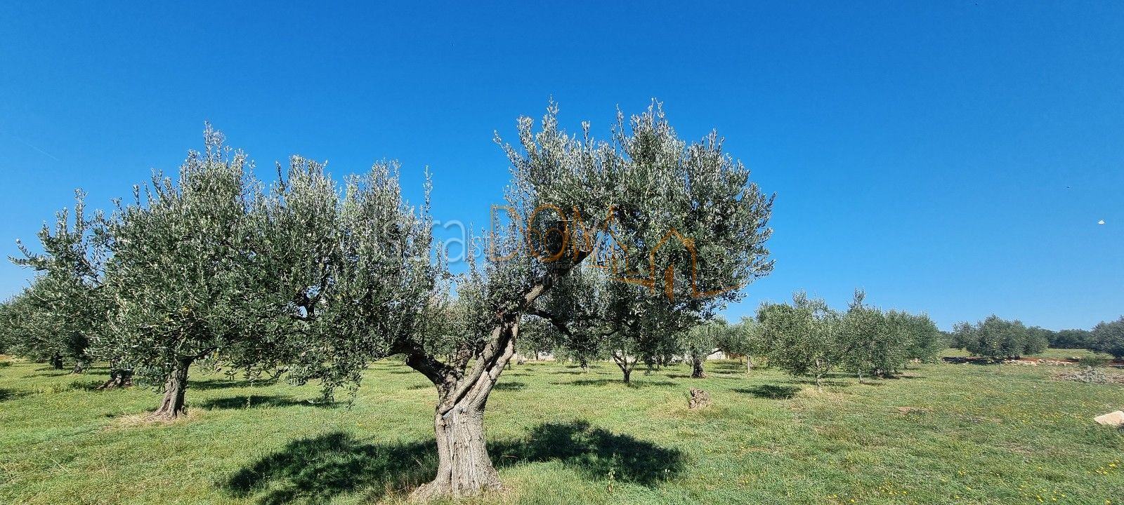 Maslinik od 140 stabla maslina