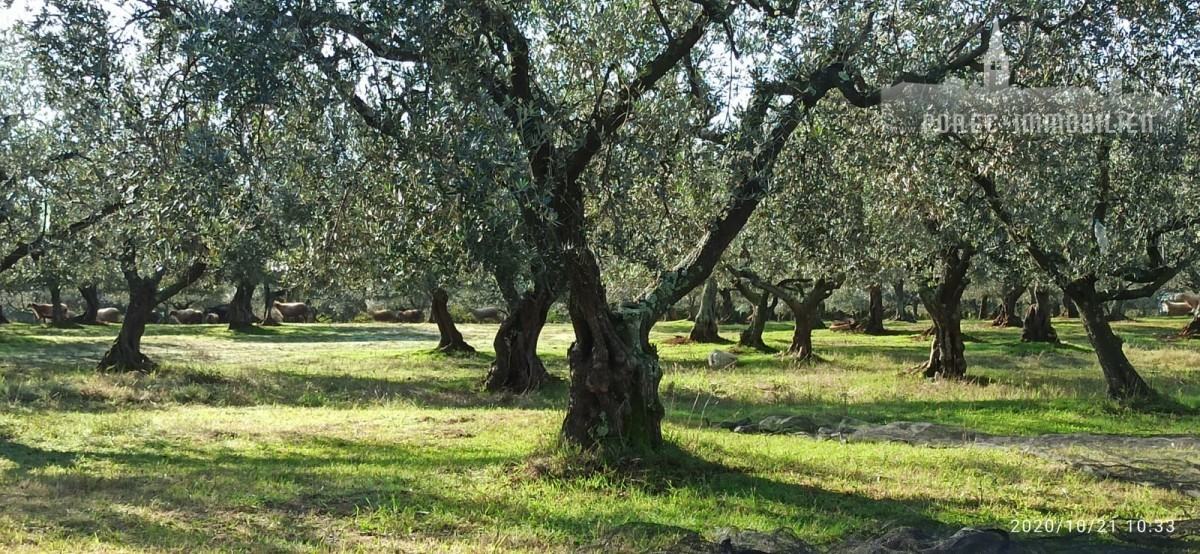 Maslinik sa 240 maslina u punom rodu, 1 km od mora i turističkog nasel