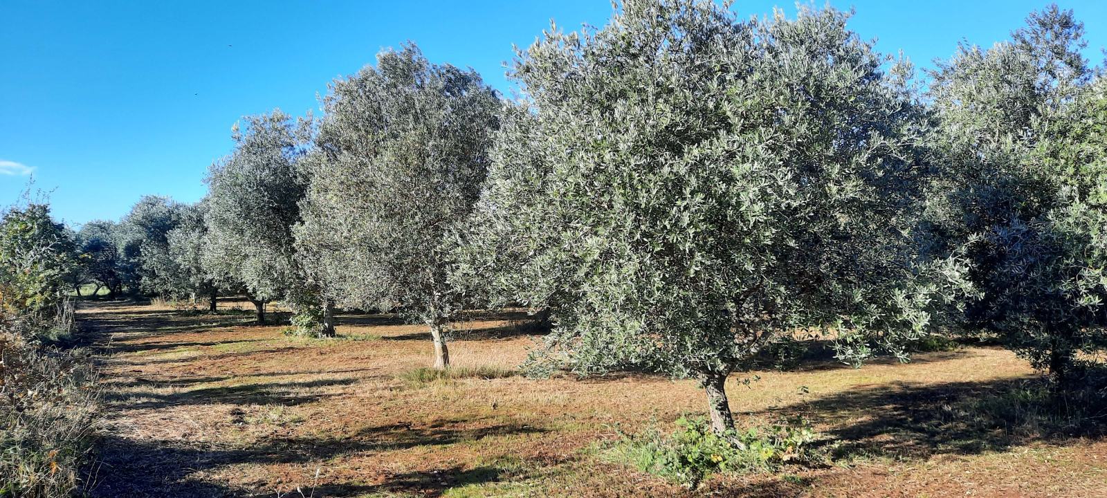 Maslinik 500 stabala | Kupnja | POVOLJNO! | bez Agencije