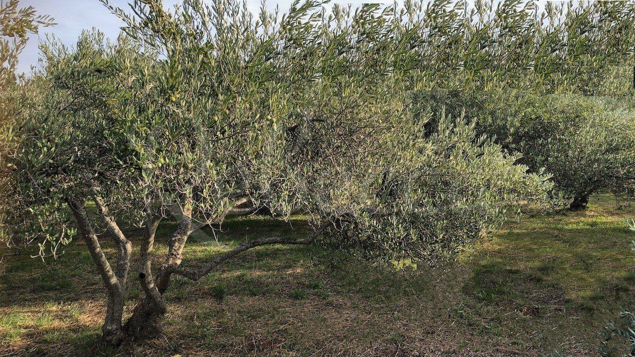 Maslinik 5793 m2, građevinsko-poljopriverdno, Pula