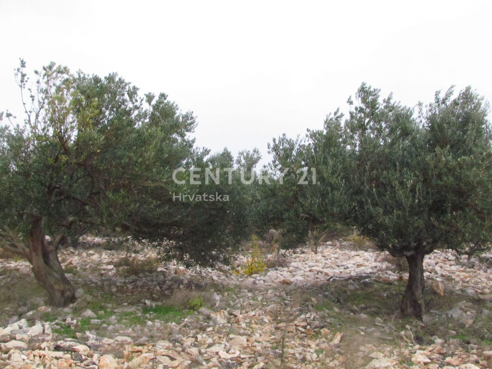 MASLINIK S 80 MASLINA DVORNICE - ROGOZNICA