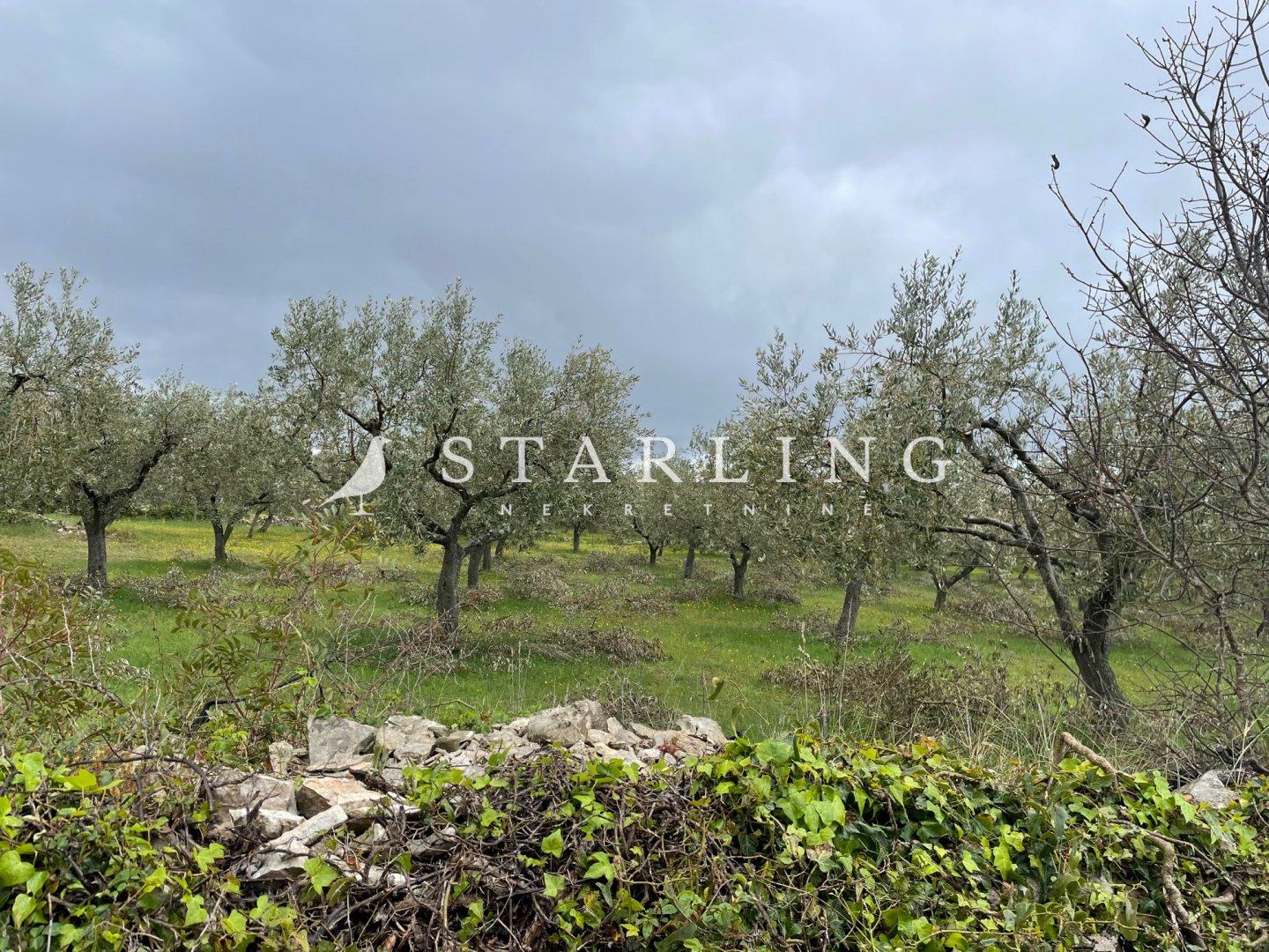 MASLINIK, PRODAJA, PEROJ 4.000 M2