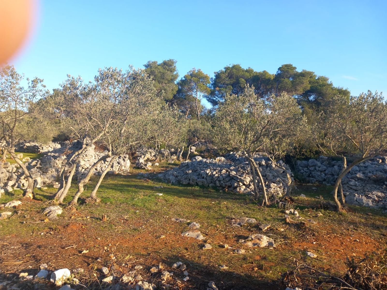 Maslinik, Rudina, 2074 m2