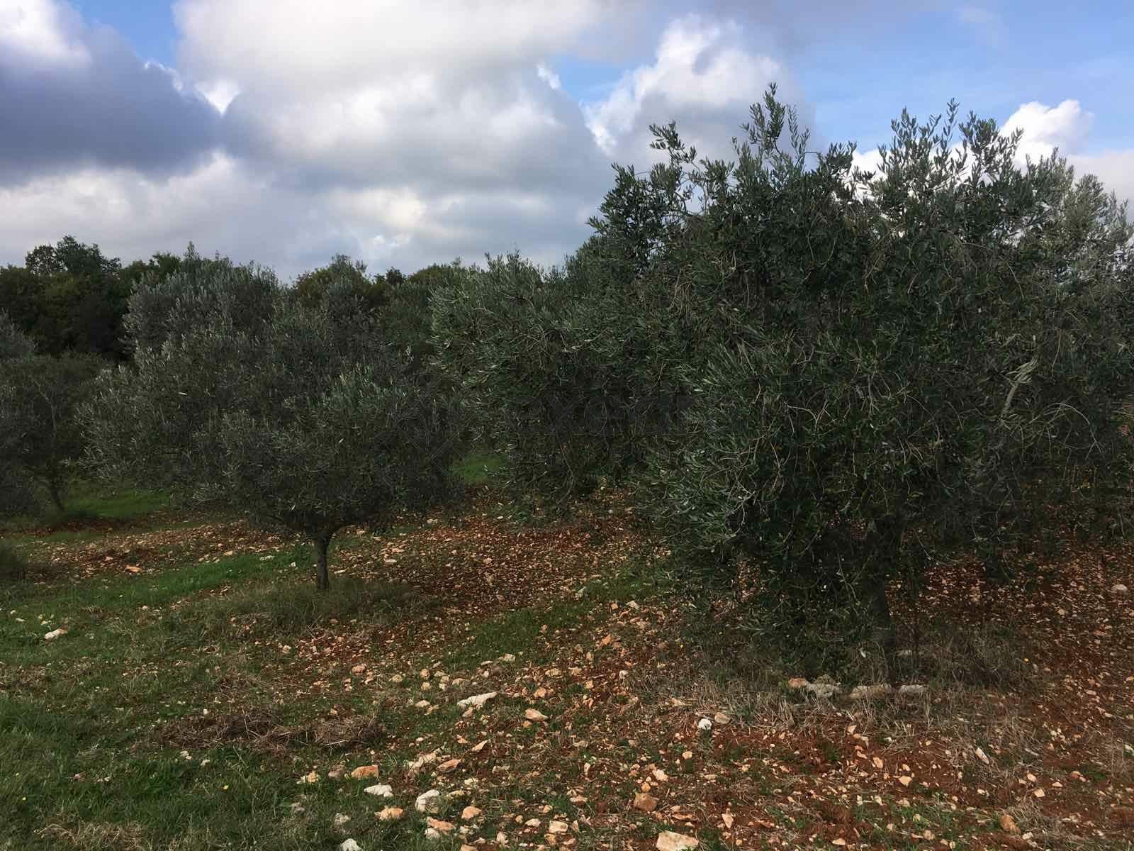 Maslinik, Krnica, 4058m2