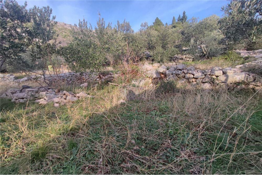 MASLINIK - STARIGRAD