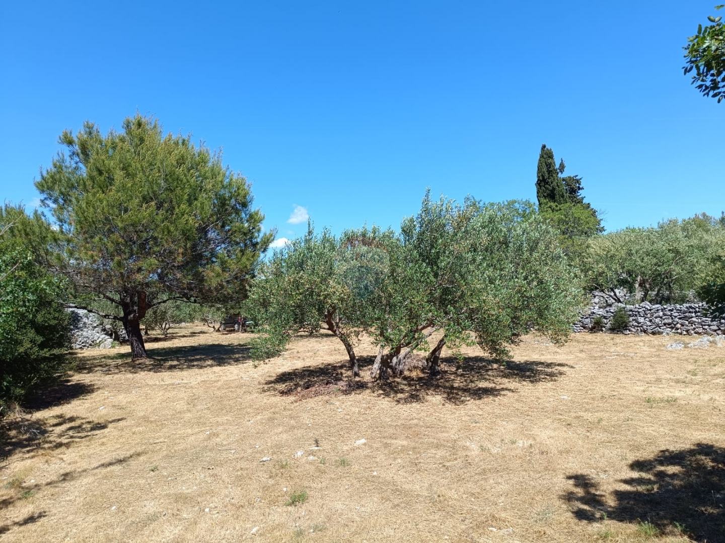 Maslinik Vodice - 5025m2