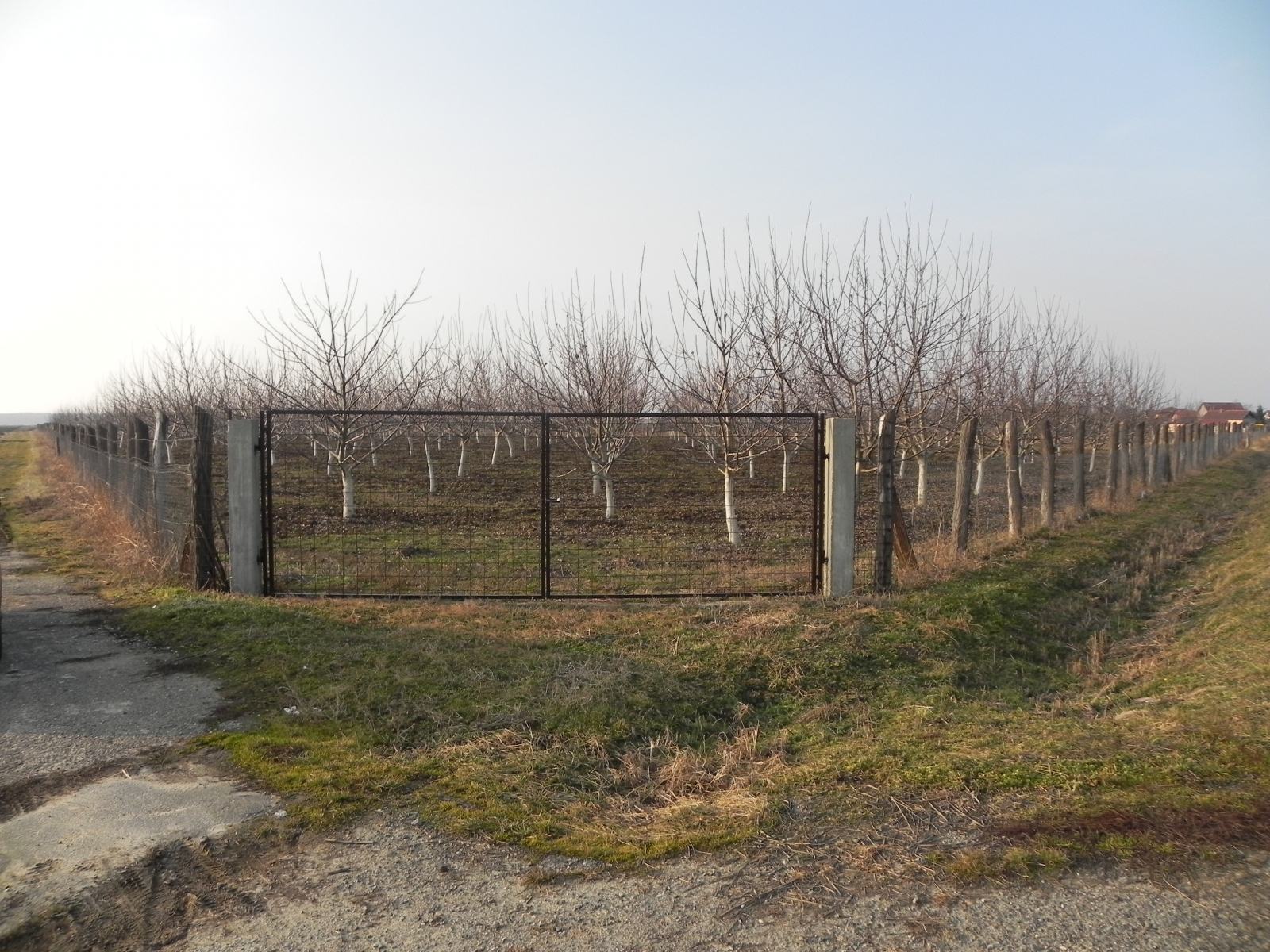 Mladi orašnjak, Grabovac, 20000 m2