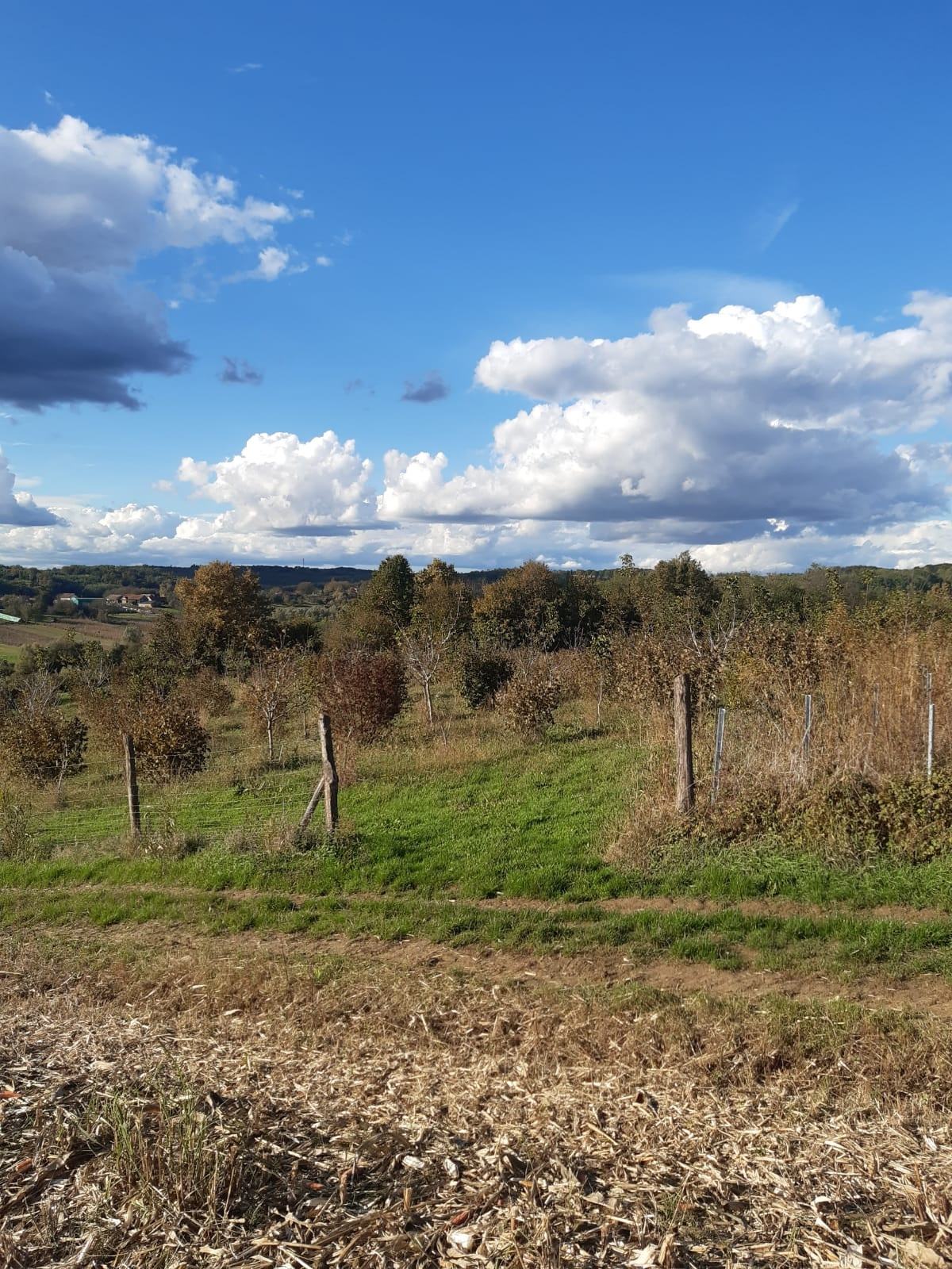 Nasad lješnjaka i oraha - Lipovo Brdo(Bjelovar)
