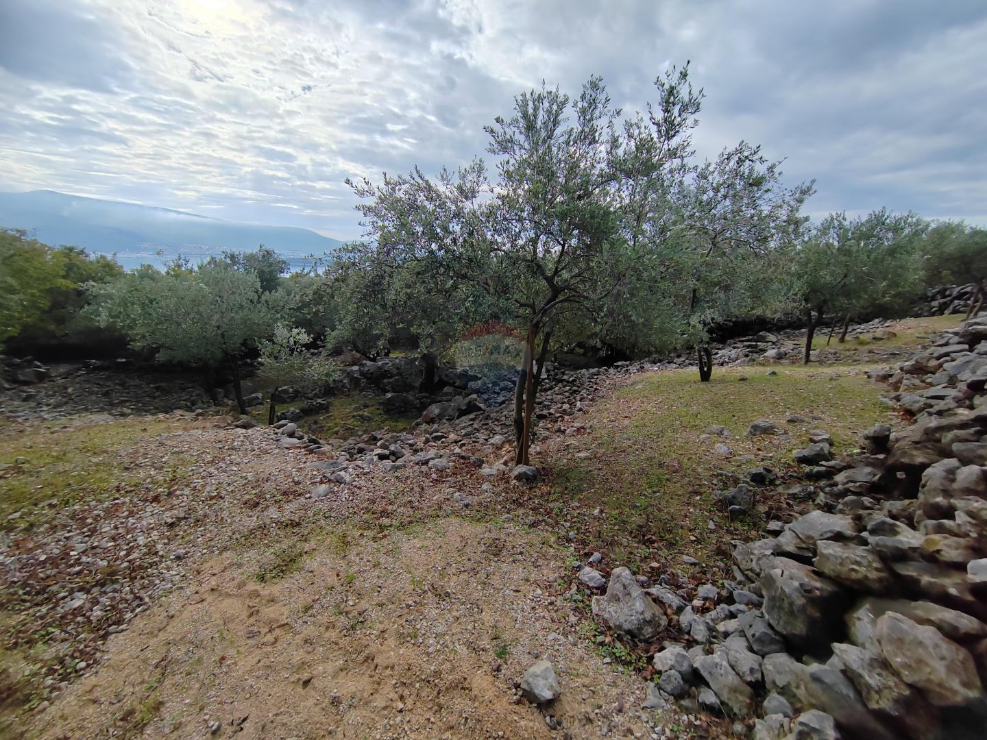 OTOK KRK-KORNIĆ maslinik sa 20 maslina