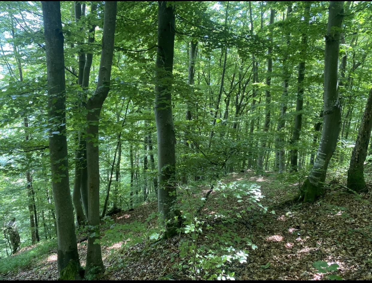 šuma, bukva, drvo, Bosna i Hercegovina, 11000 m2