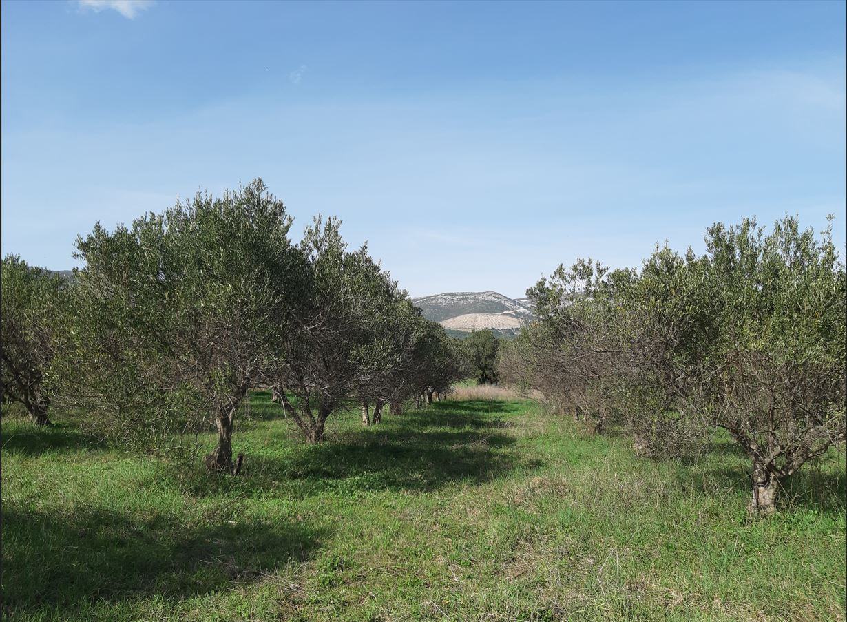 Poljoprivredno zemljište - Maslinik -1.028 m², Kaštel Novi