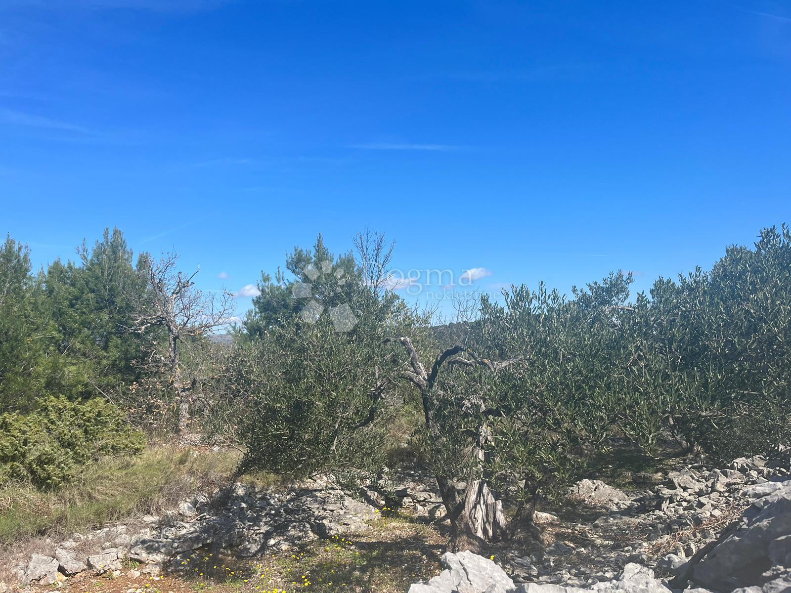 Poljoprivredno zemljište, Maslinik- Dvornice