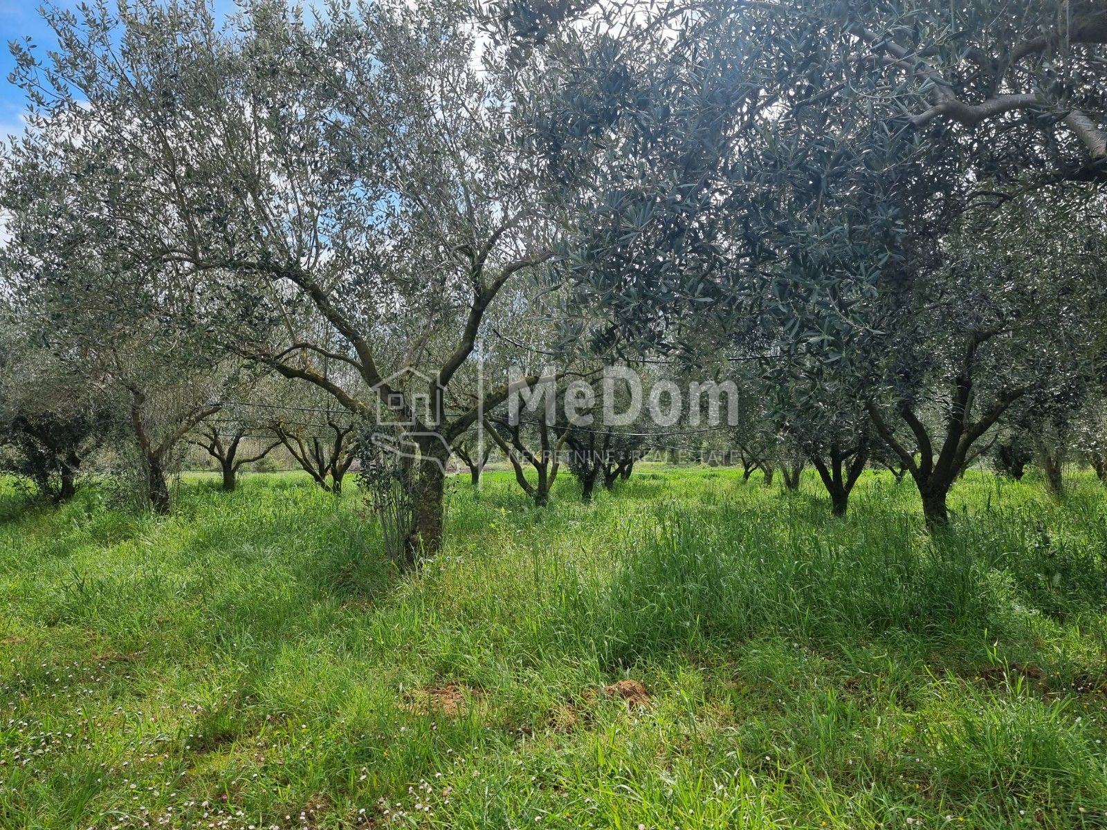 Poljoprivredno zemljište,maslinik,vinograd,3400m2