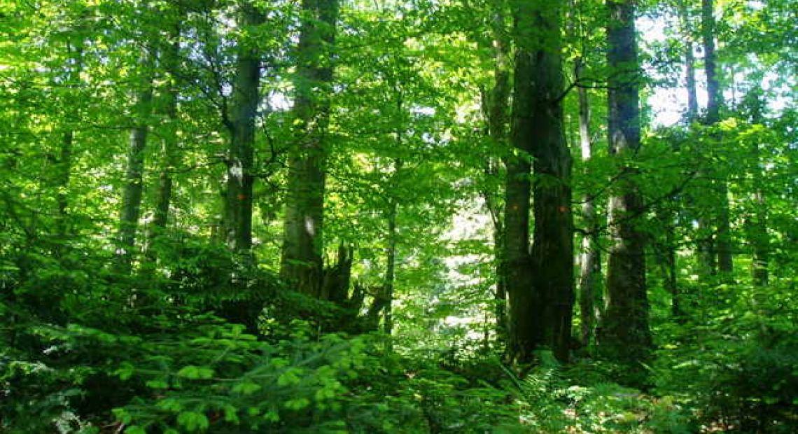 Šuma prodajem, Voloder, 24000 m2