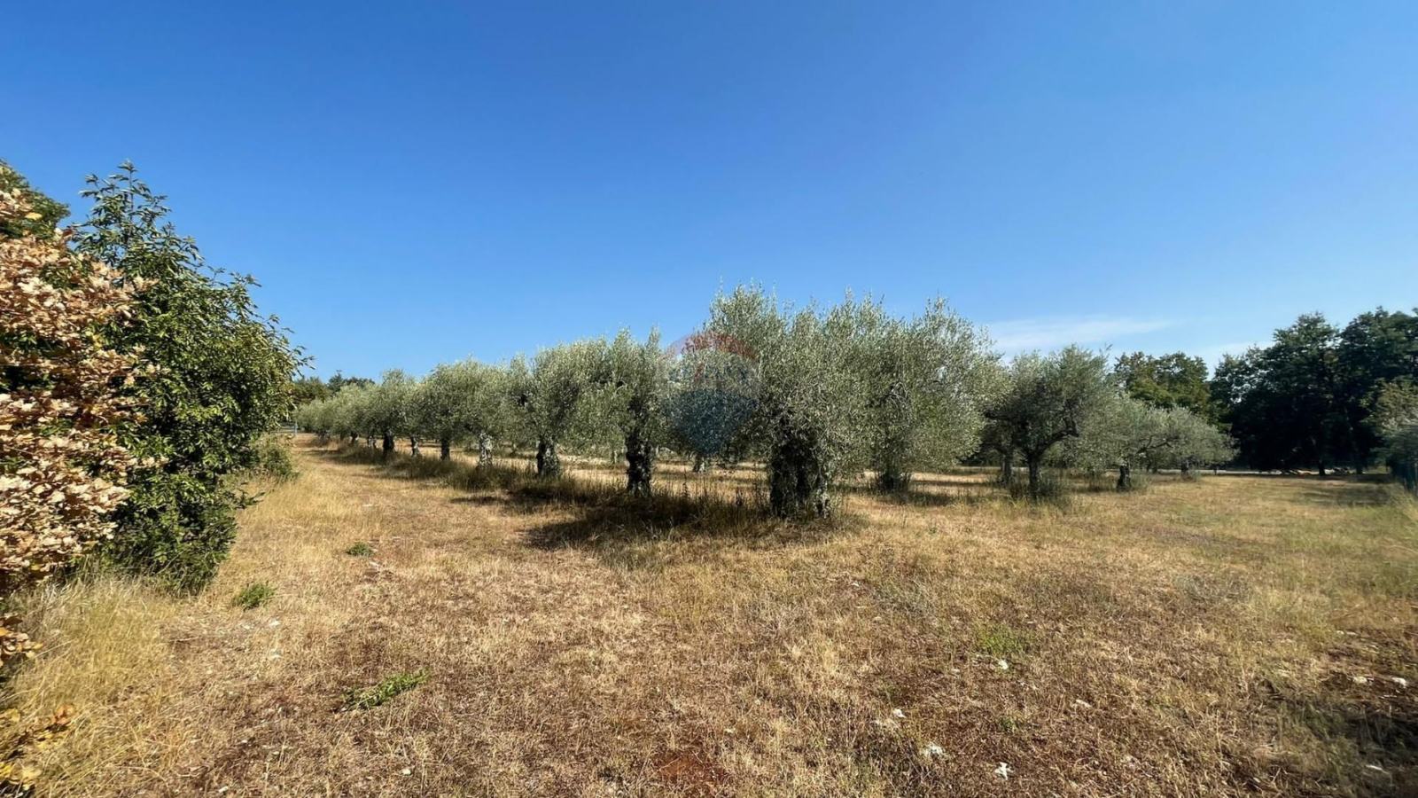 Poreč: Ograđeni maslinik sa 60 starih maslina