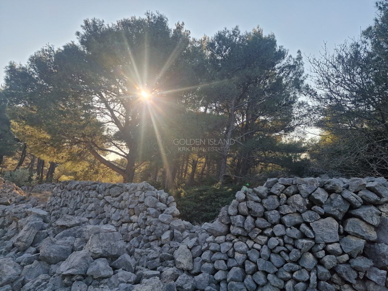 PRNIBA, maslinik sa 18 starih maslina!