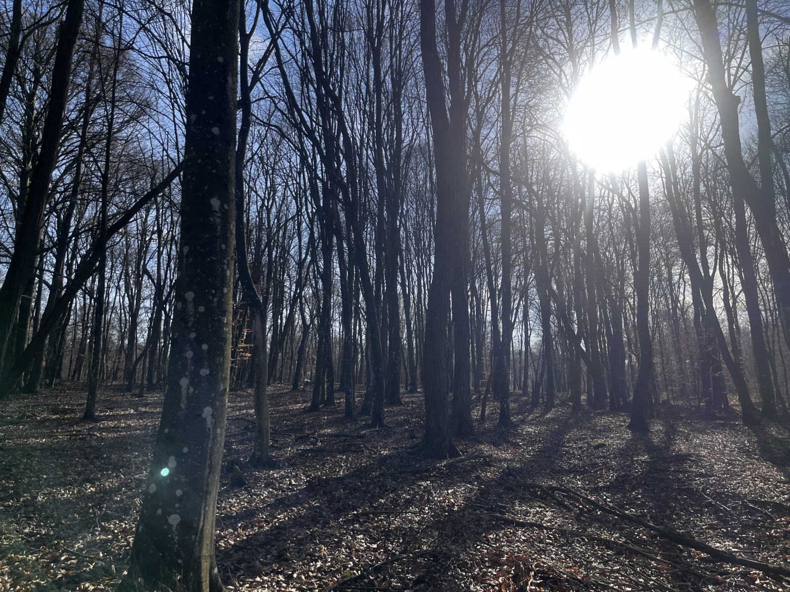 Prodaja šume uz cestu