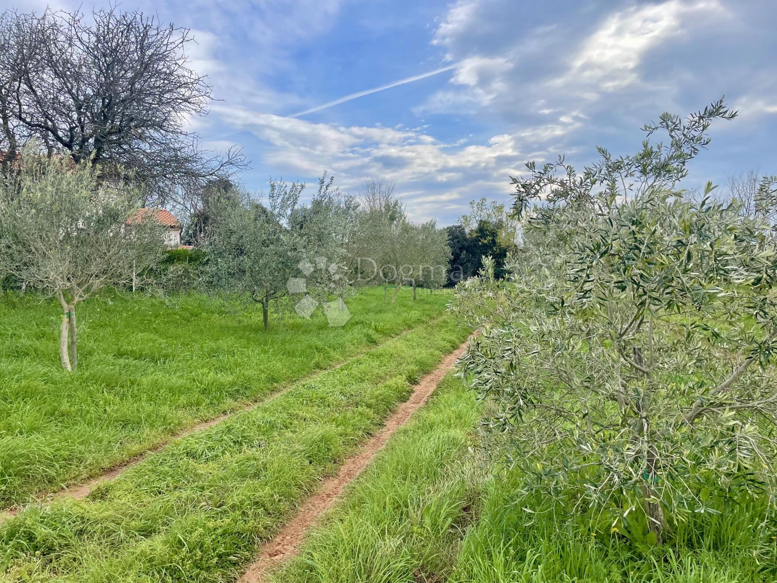 Prodaje se maslinik u Ližnjanu