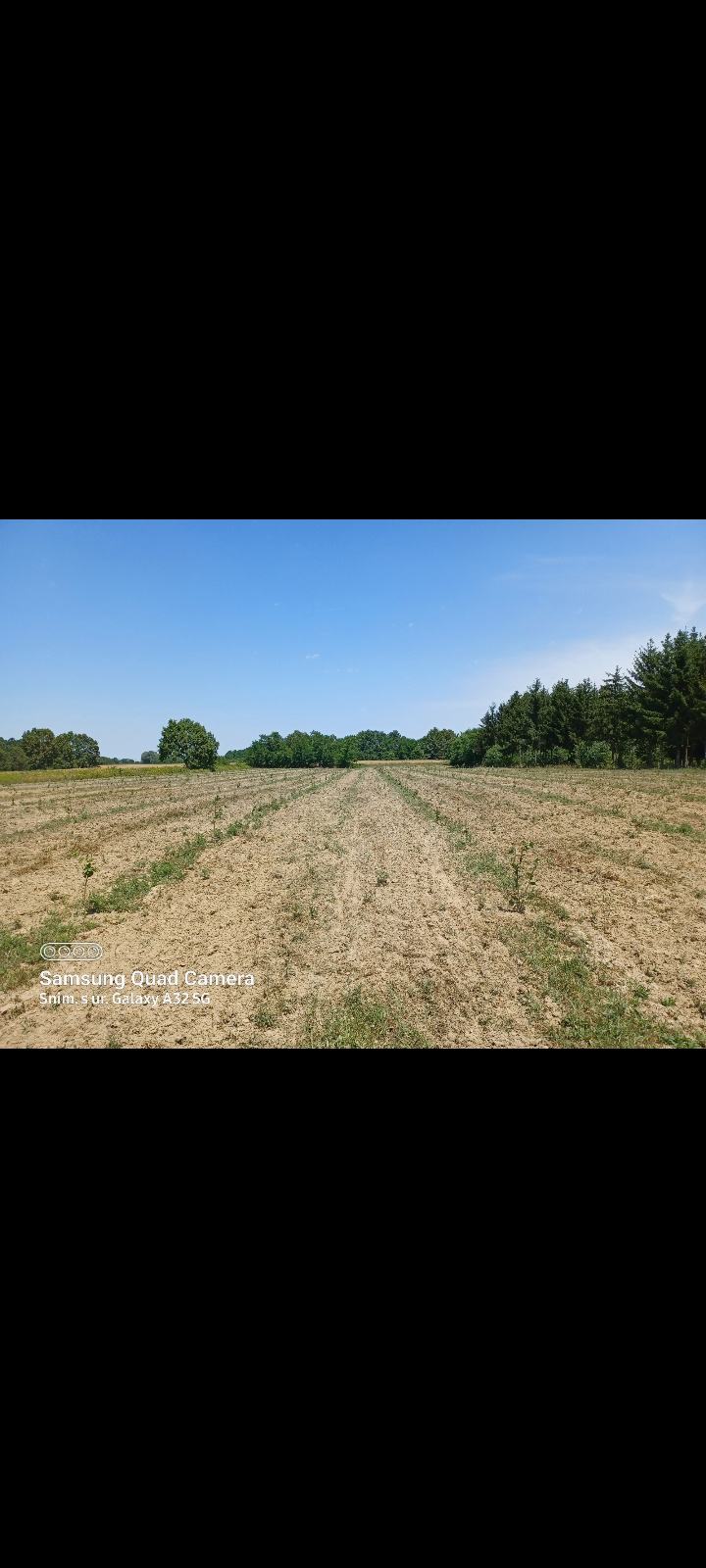 Prodajem mladi nasad lijeske, 8780 m2,Valpovo