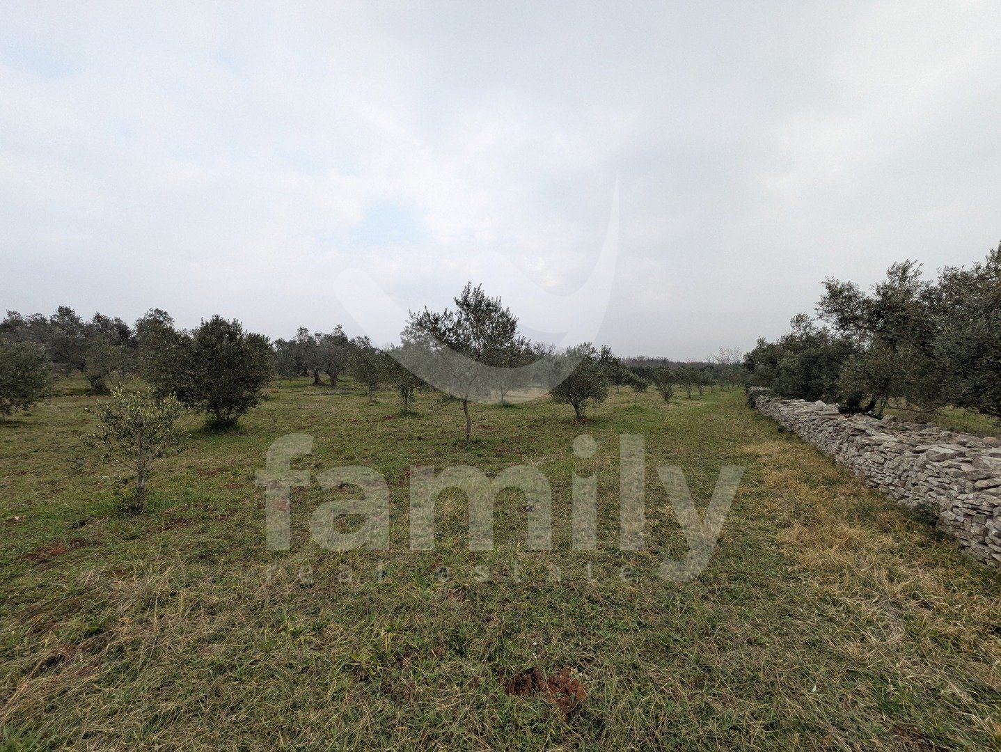 PROSTRANI I UREDAN MASLINIK NA MIRNOJ LOKACIJI