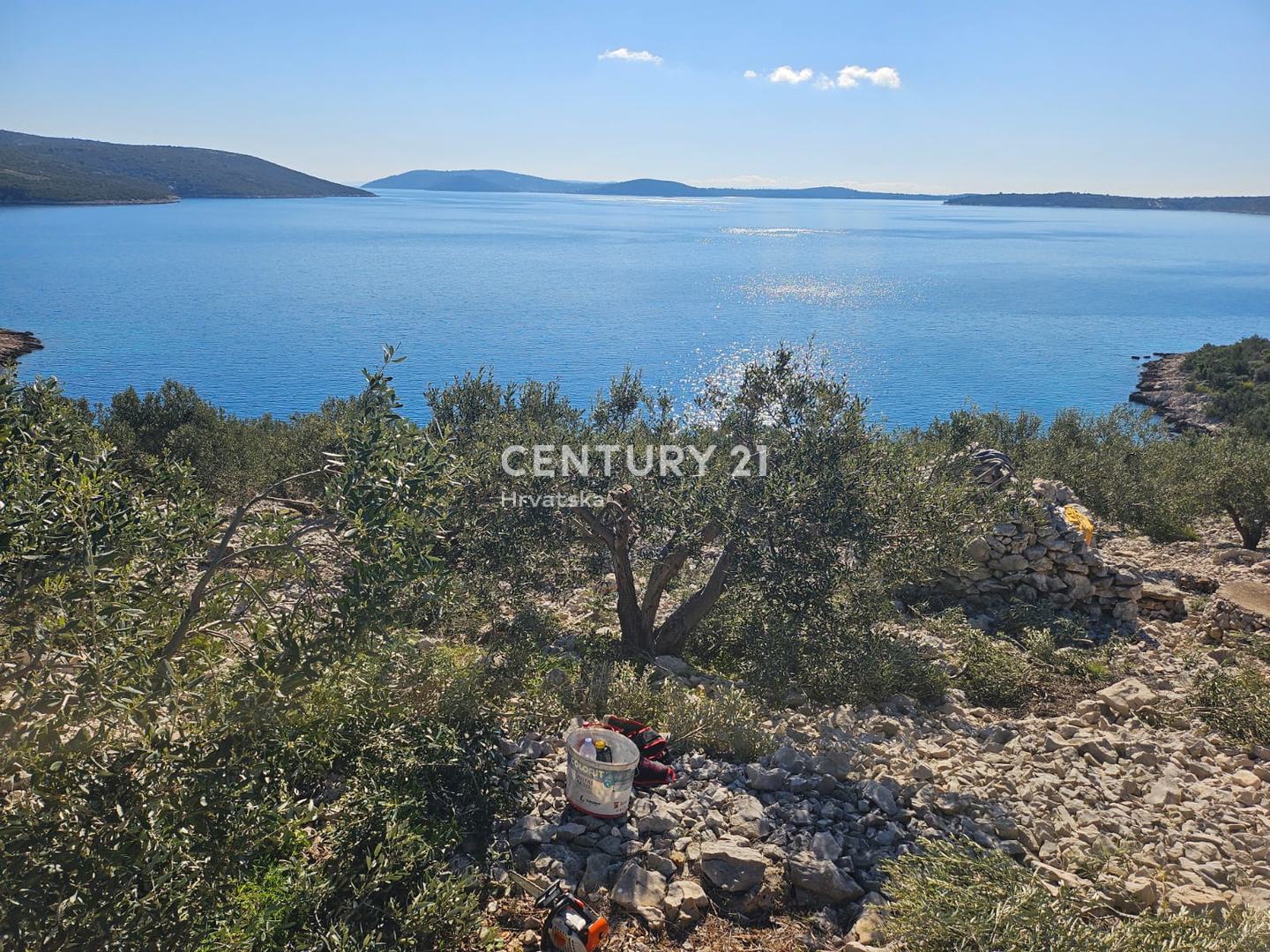 Rijetkost! Maslinik na moru – prvi red, Vinišće