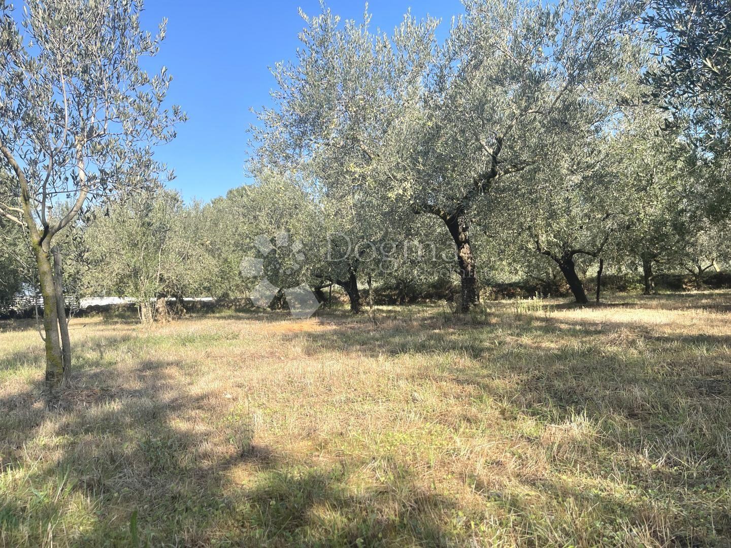 Stari maslinik u Medulinu