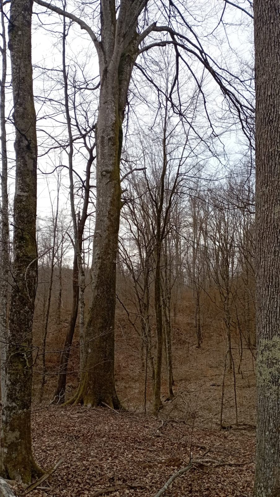 Šuma na prodaju bukva, hrast, grab 12200 m2