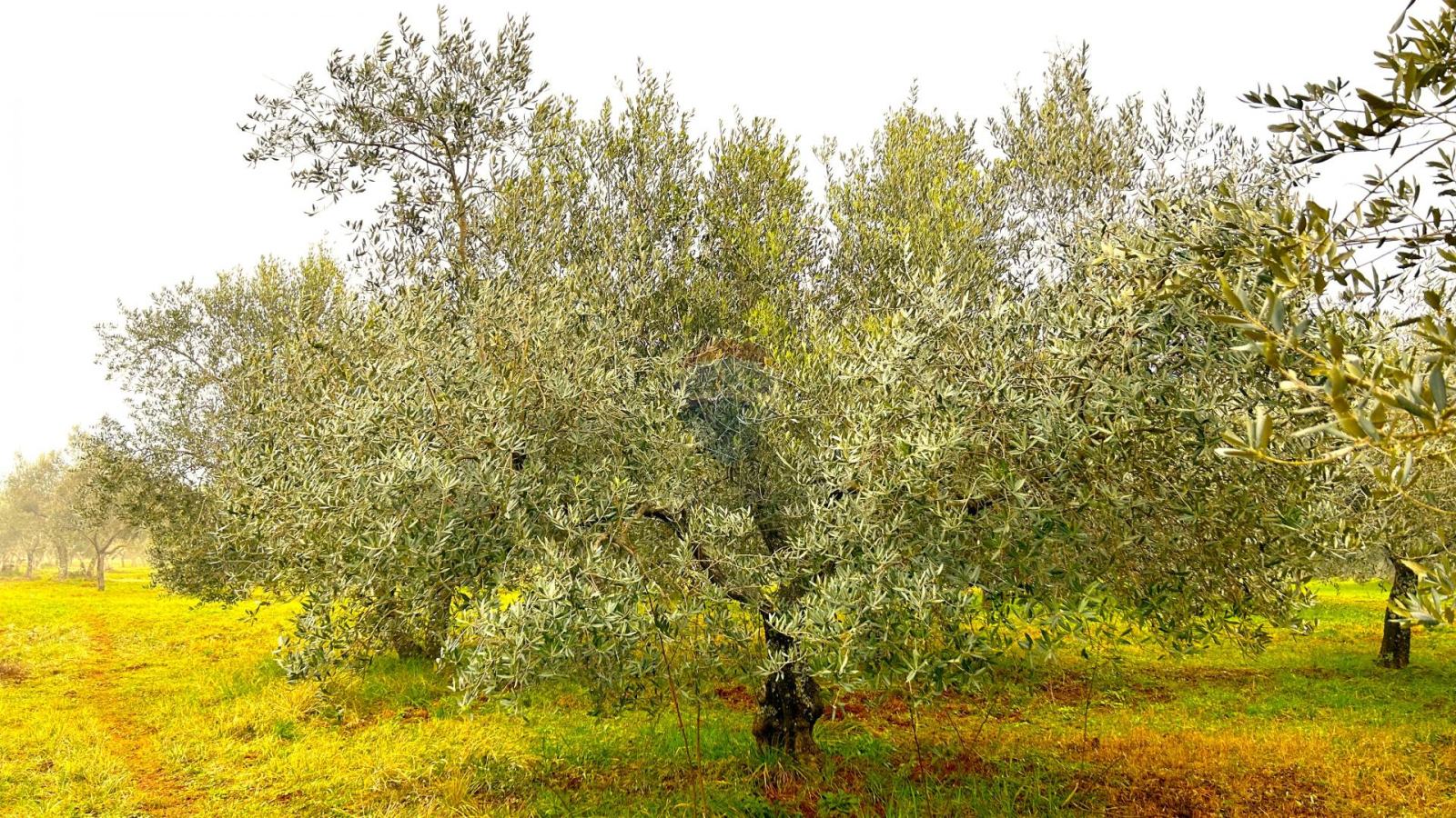 Umag okolica, maslinik, rub naselja