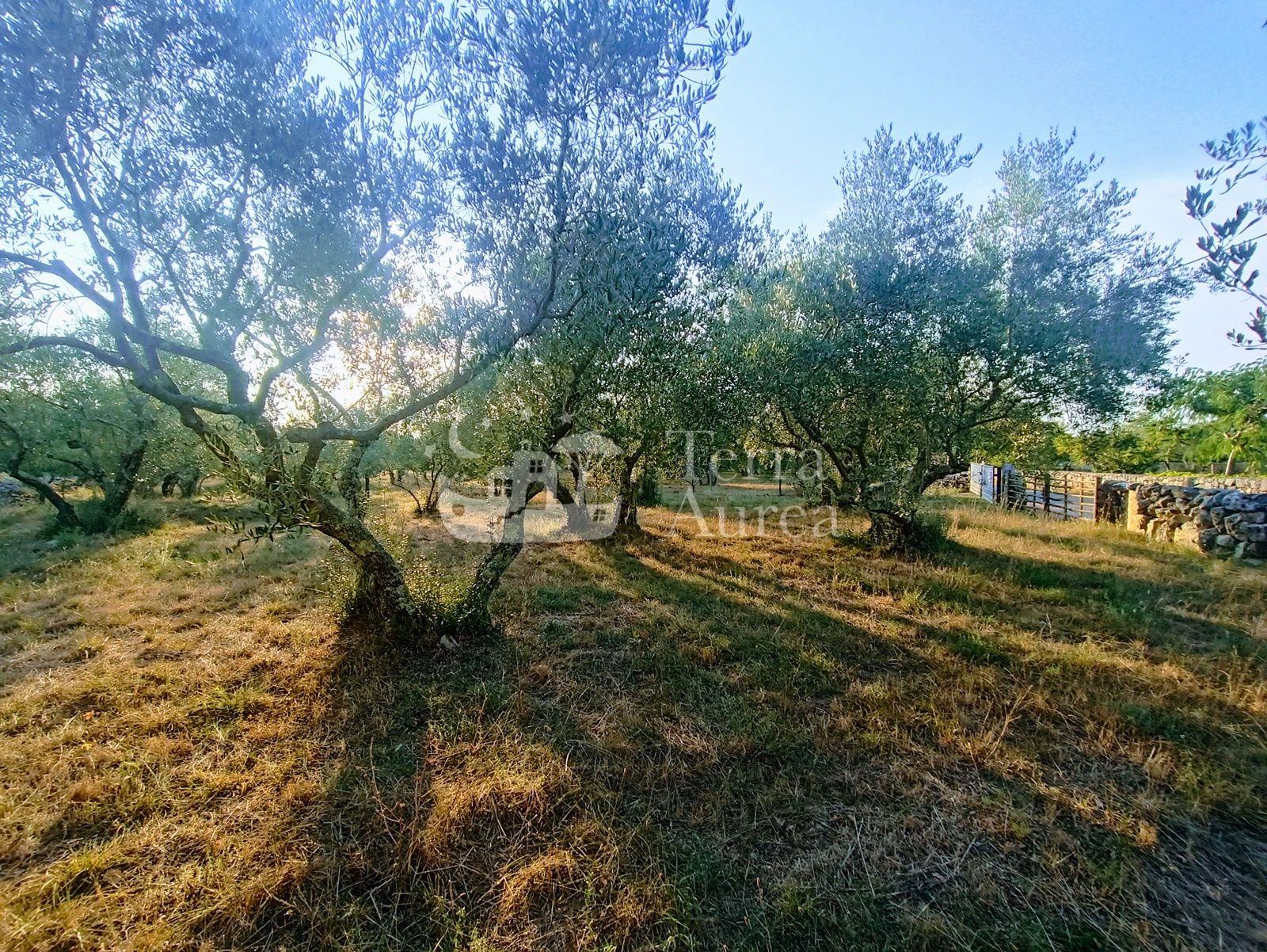 Veliki maslinik, Malinska, otok Krk