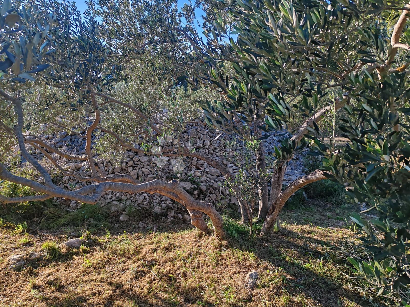 ZABLAĆE - ŠIBENIK - MASLINIK