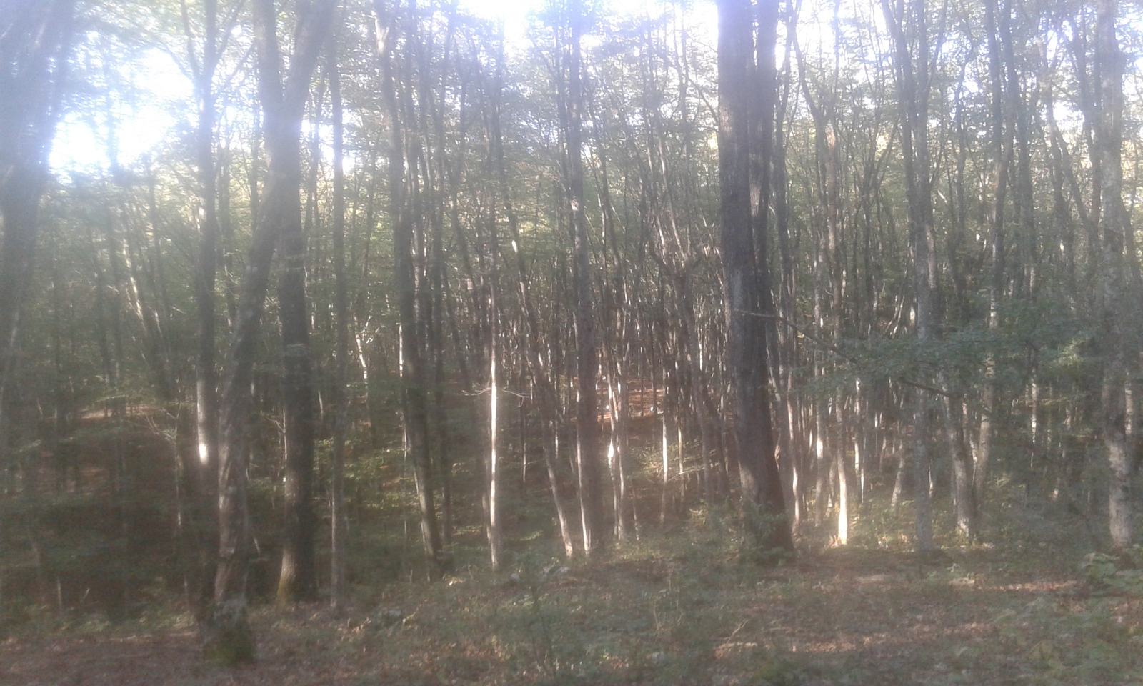 BUKVA / GRAB drvo za ogrĕv