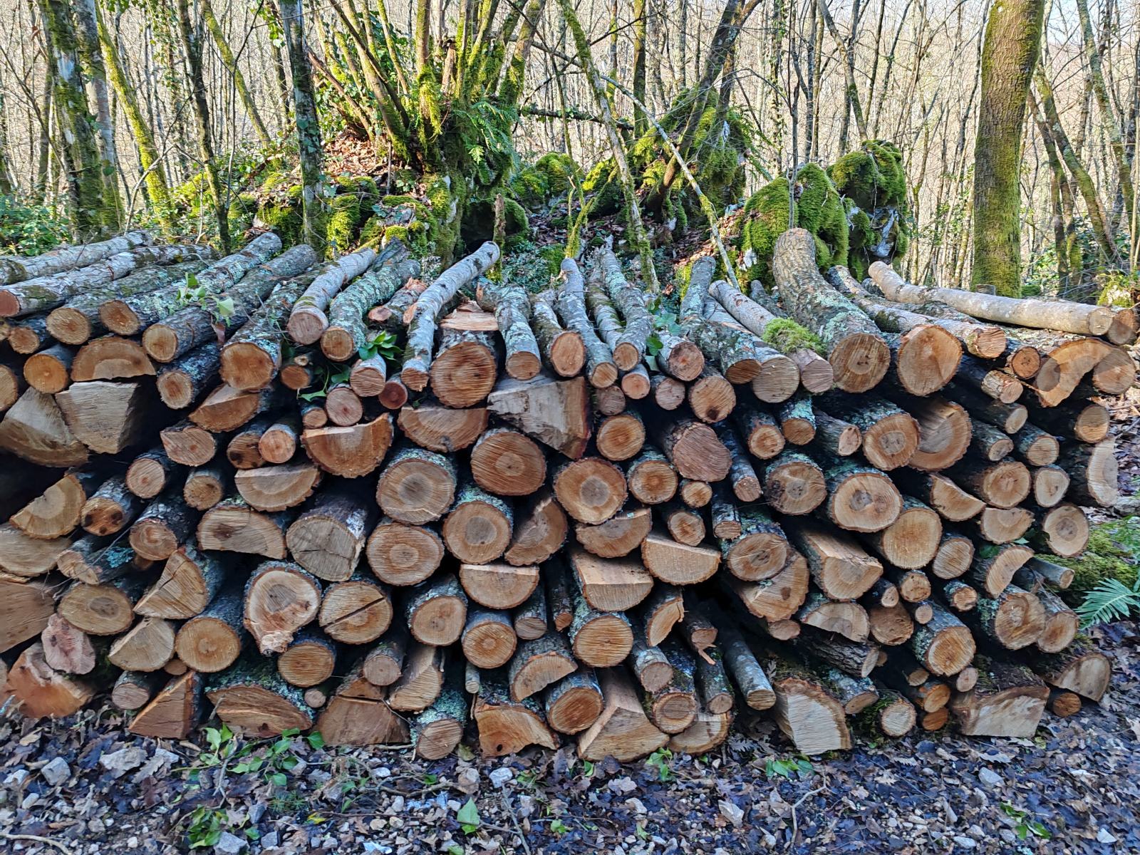 Hrastova drva 1. klasa